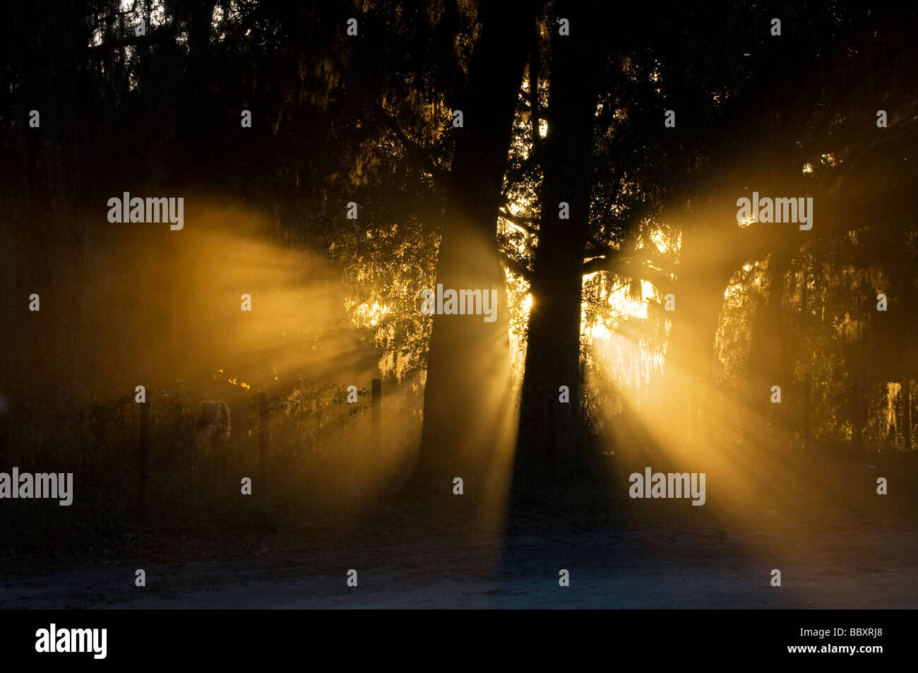 sunset along a dusty road through live oak trees North Florida Stock ...