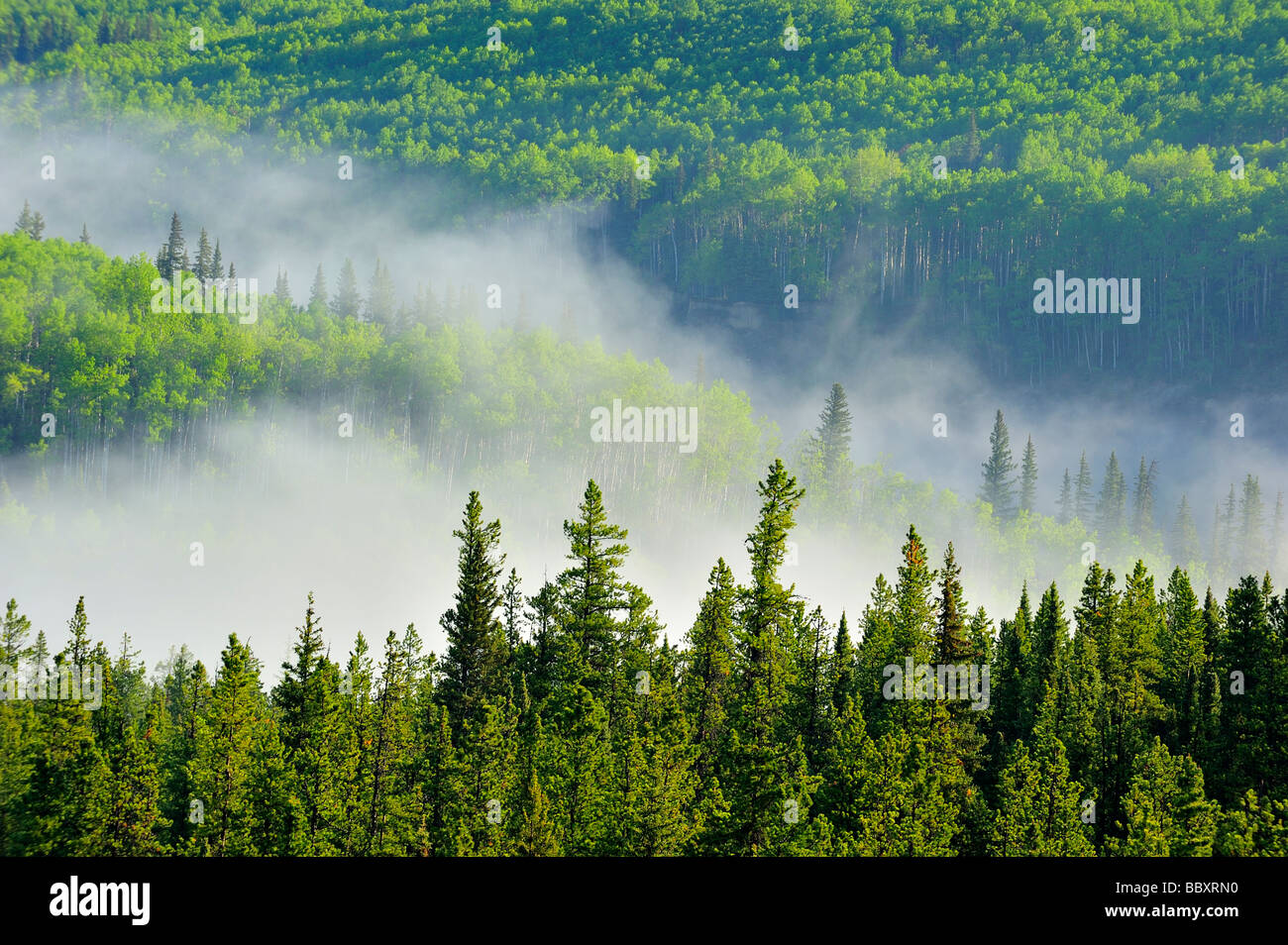 Mist rising from wilderness forest hi-res stock photography and images ...