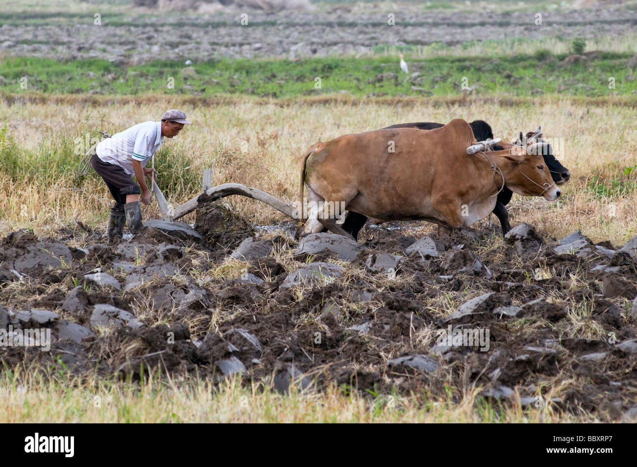 China agriculture plough hi-res stock photography and images - Alamy