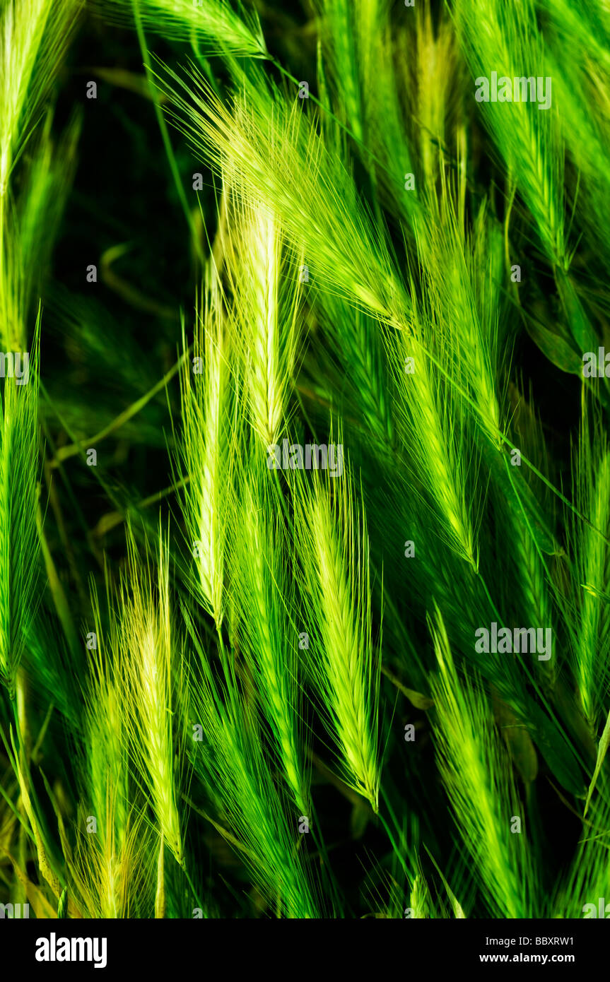 Rural mouse hi-res stock photography and images - Alamy