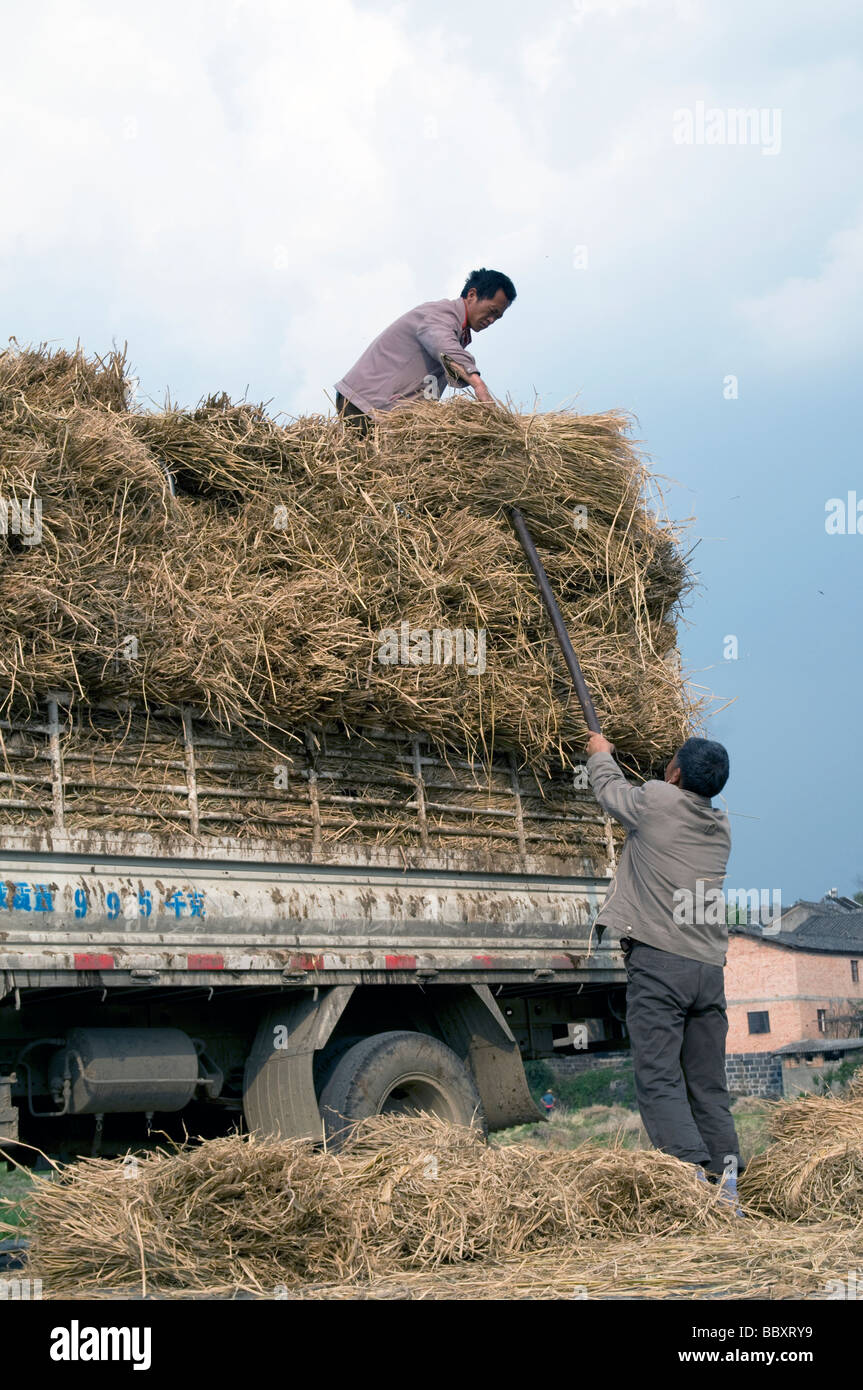 CHINA Peasants loading grain and hay grain during harvest time in ...