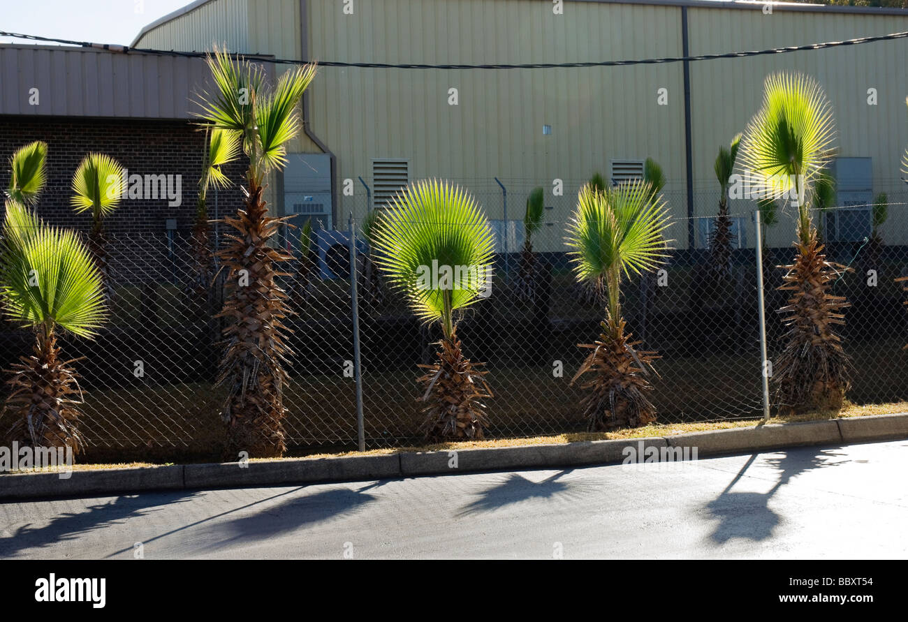 Washingtonia Robusta palm trees in a commercial landscaping setting ...