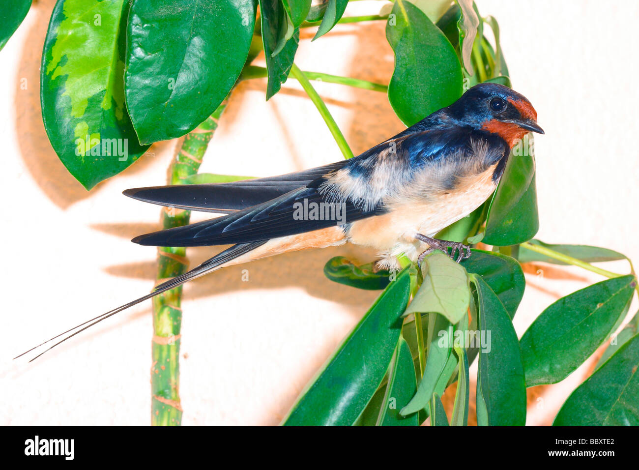 Swallow, Hirundo rustica. On urban setting Stock Photo - Alamy