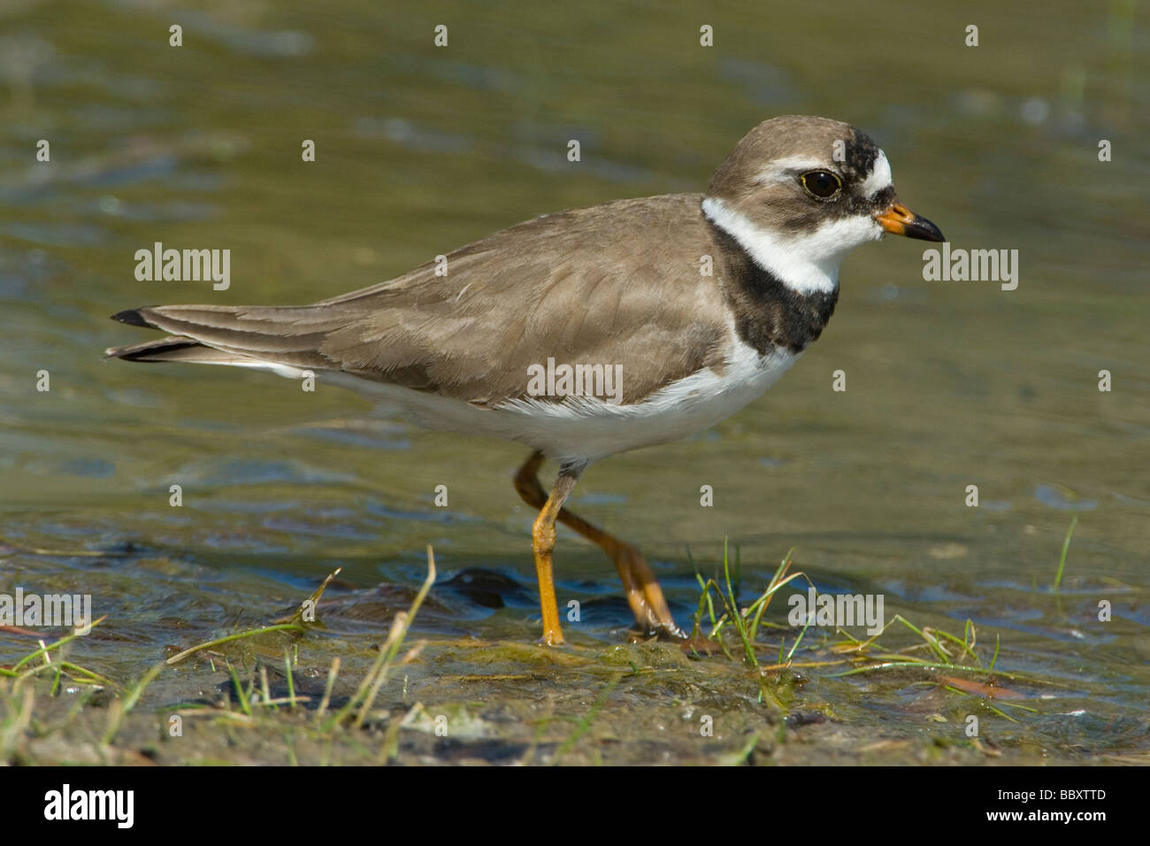 Beaches in canada Cut Out Stock Images & Pictures - Alamy