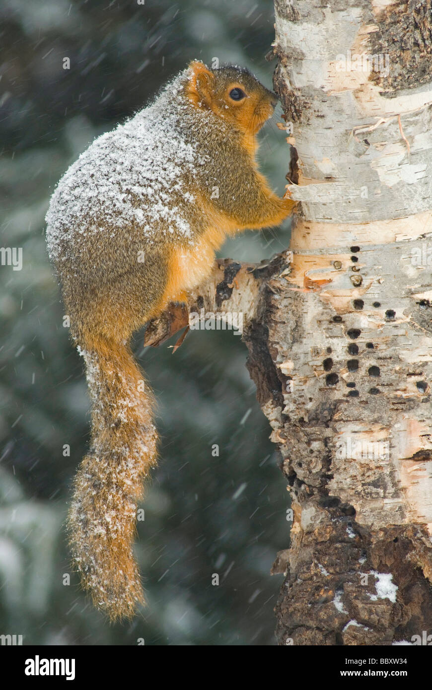 Eastern Fox Squirrel (Sciurus niger) sitting in White Birch Tree ...
