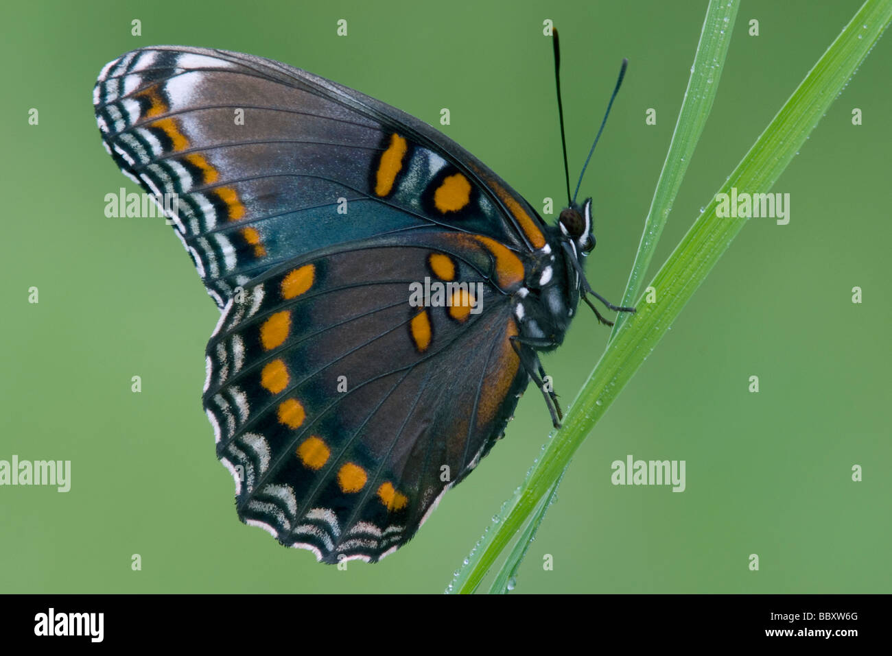 Red spotted Purple Basilarchia arthemis E USA Stock Photo - Alamy