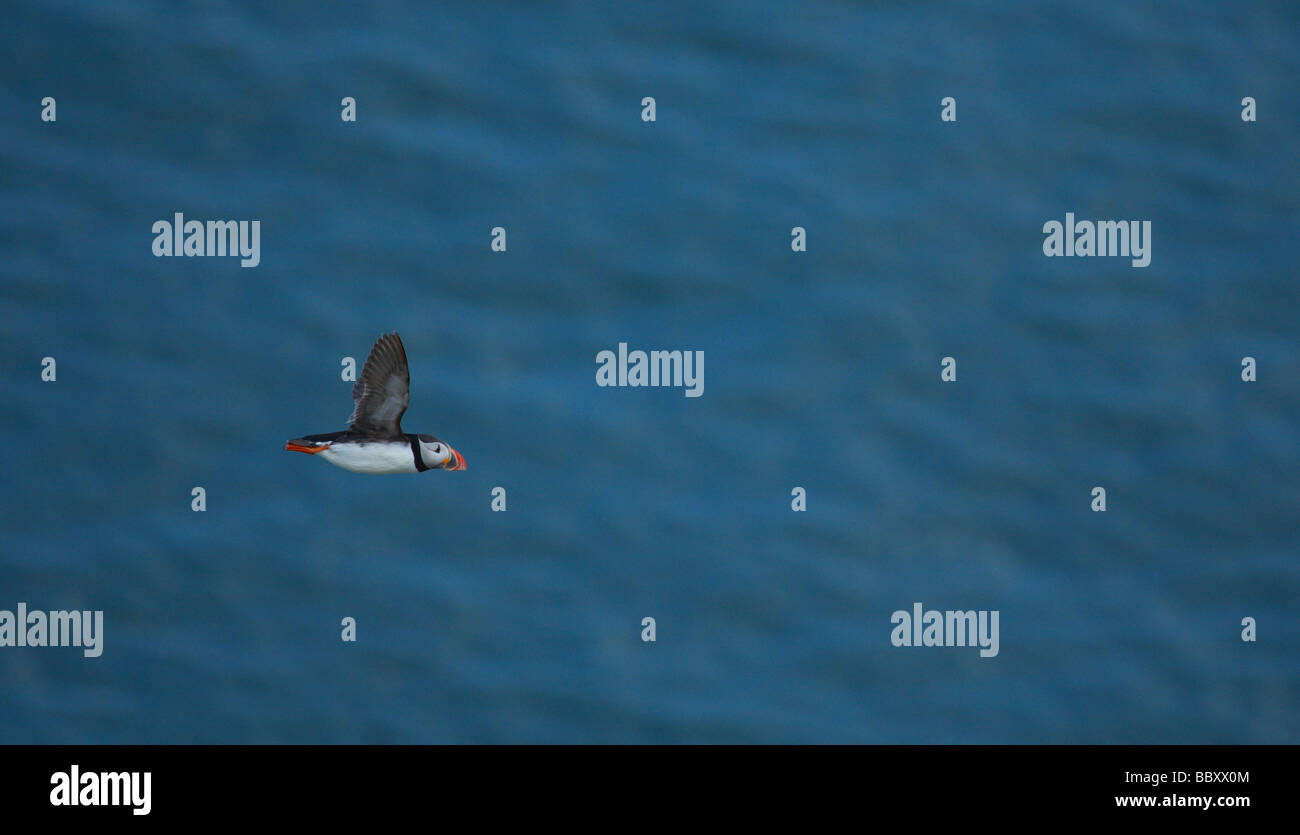 Puffin in flight hi-res stock photography and images - Alamy