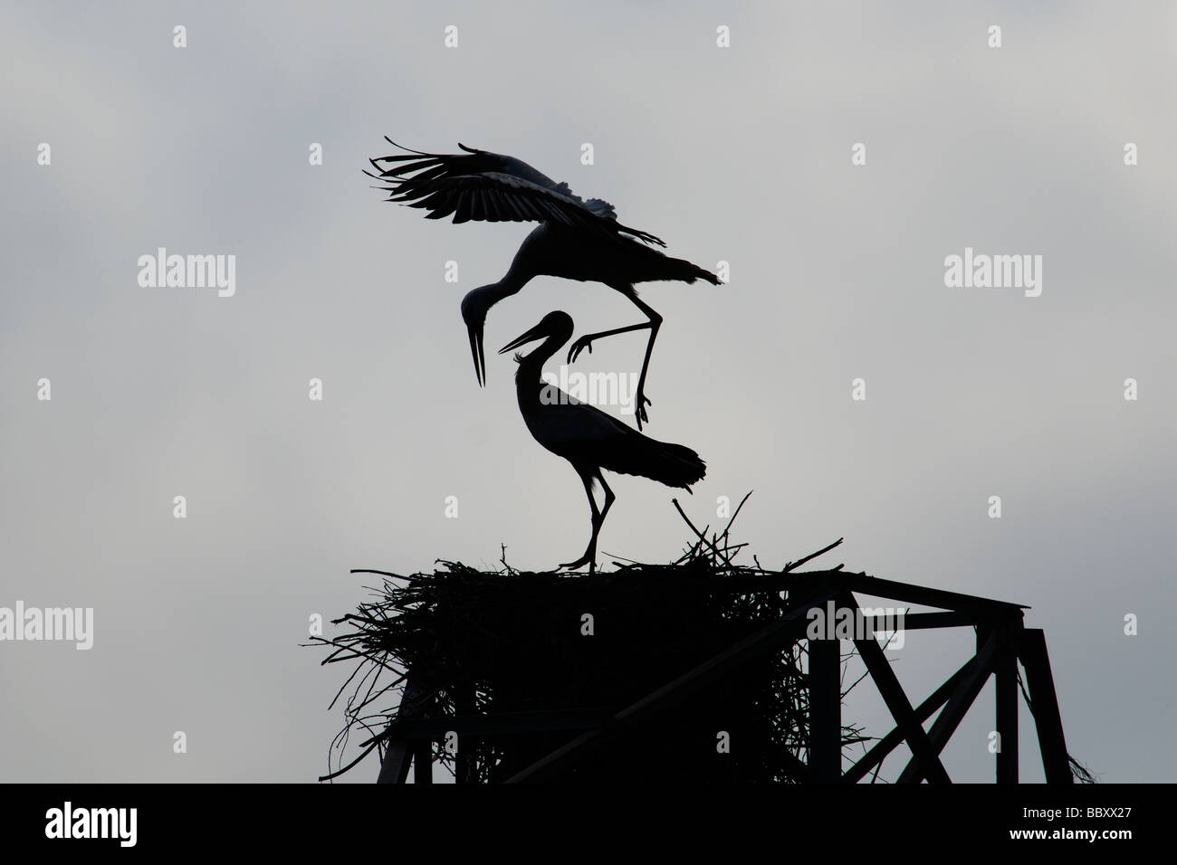 Silhouette of White Storks in nest during mating attempt Stock Photo ...