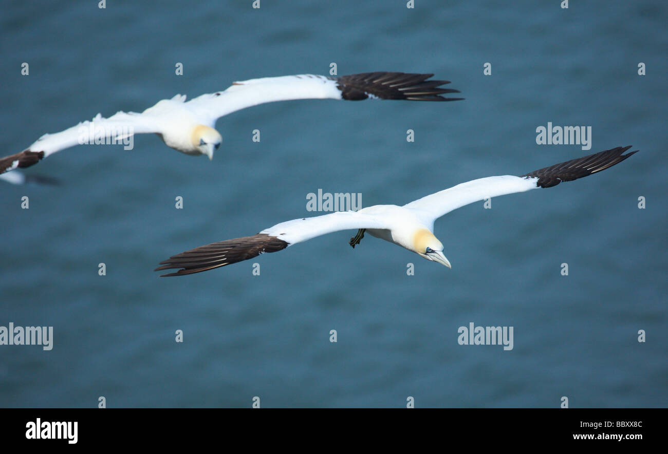 Gannets in formation Stock Photo - Alamy