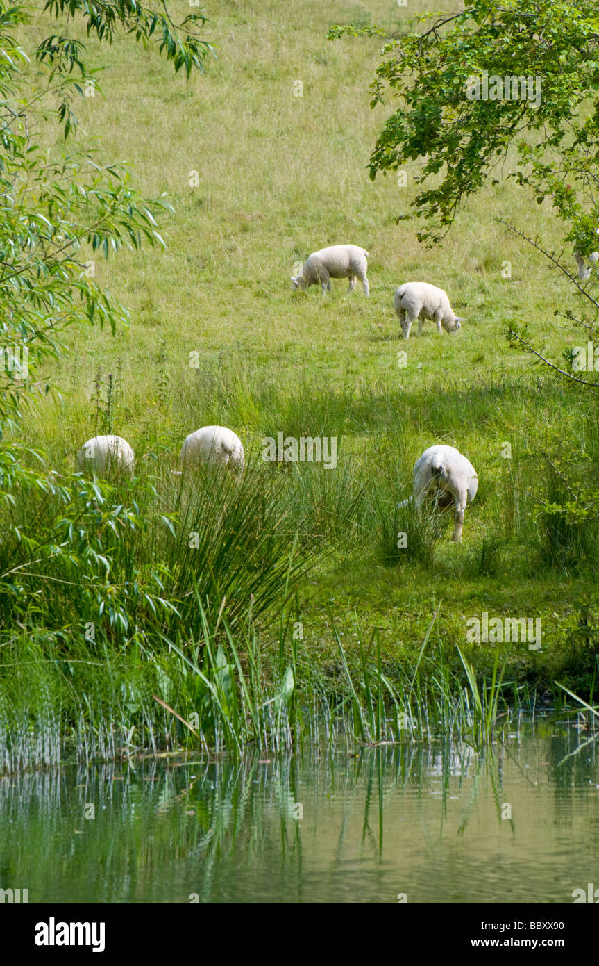 Sheep grazing stream hi-res stock photography and images - Alamy