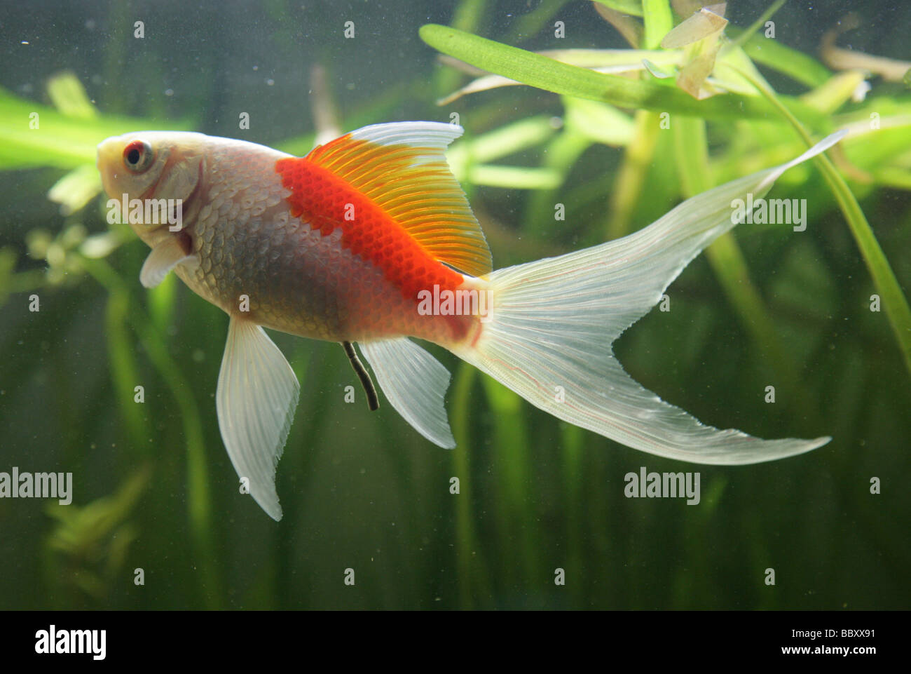 saras comet goldfish portrait fishtank Stock Photo - Alamy