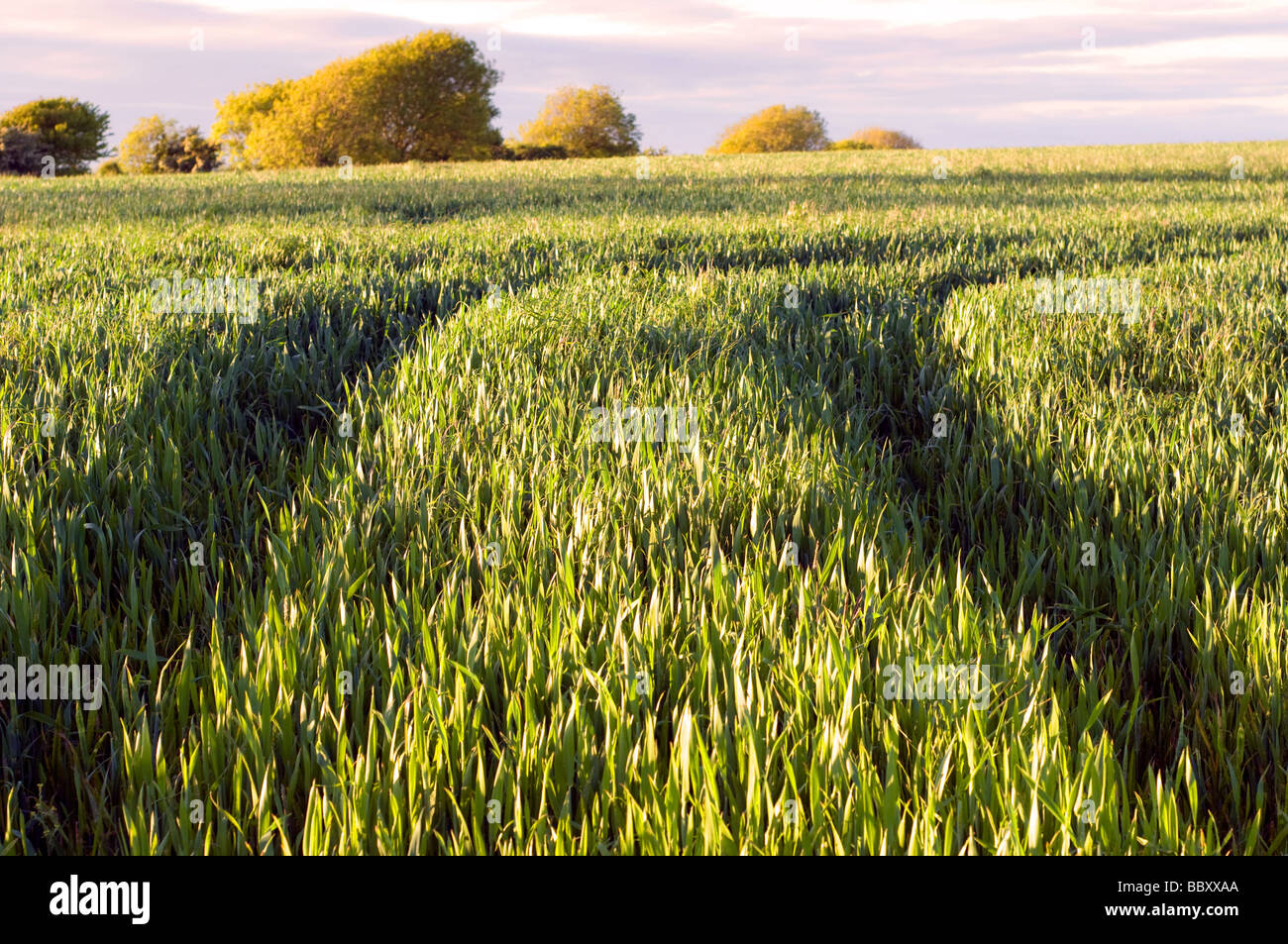 Tennyson Trail, nr, Carisbrooke, Newport, Isle of Wight, England, UK ...