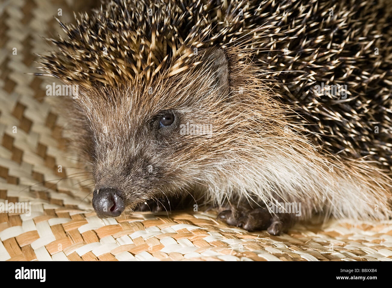 hedgehog s snout close up Stock Photo - Alamy