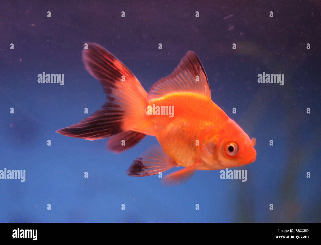 fantail goldfish portrait fishtank Stock Photo - Alamy
