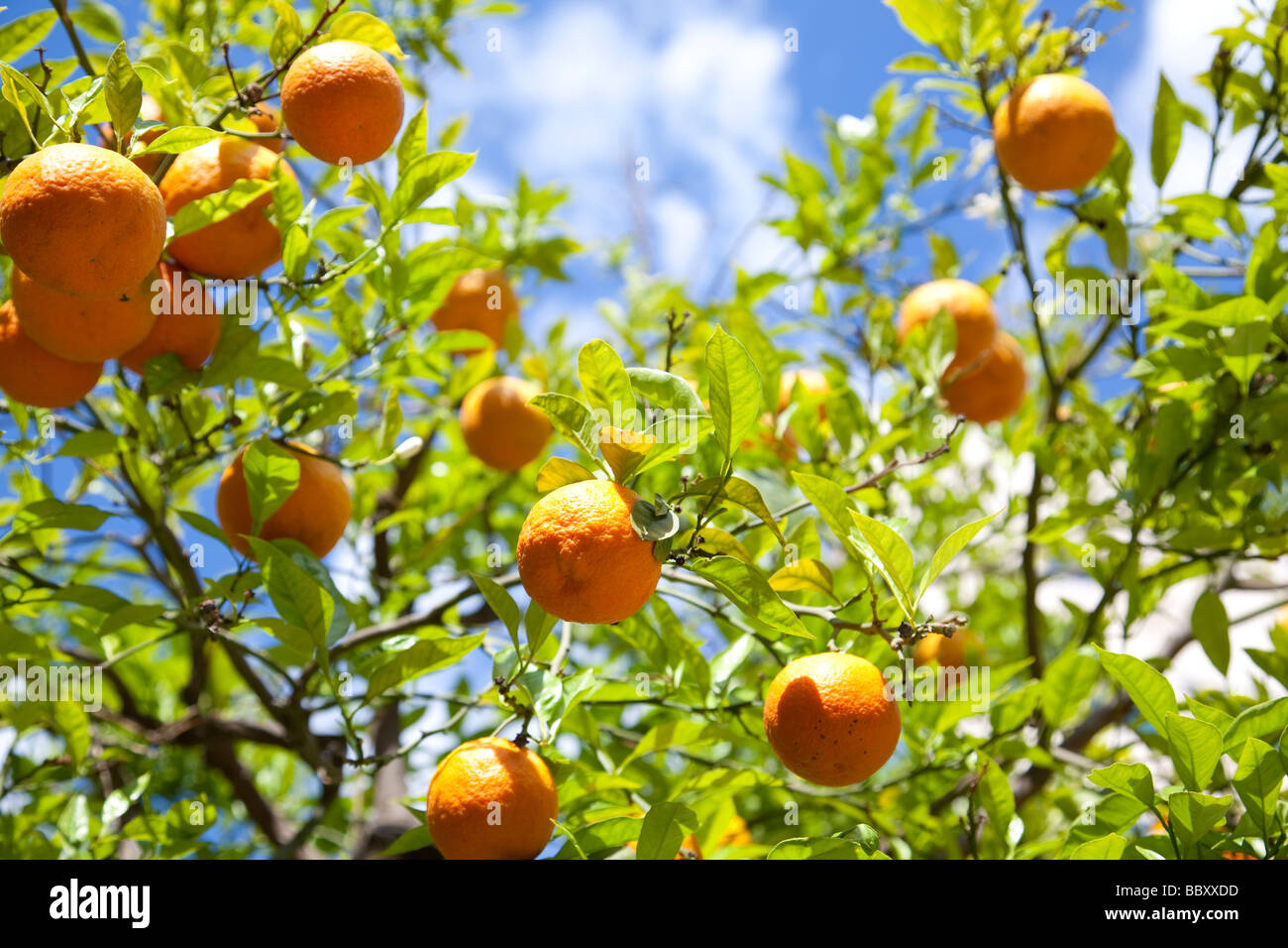 Spanish oranges hi-res stock photography and images - Alamy