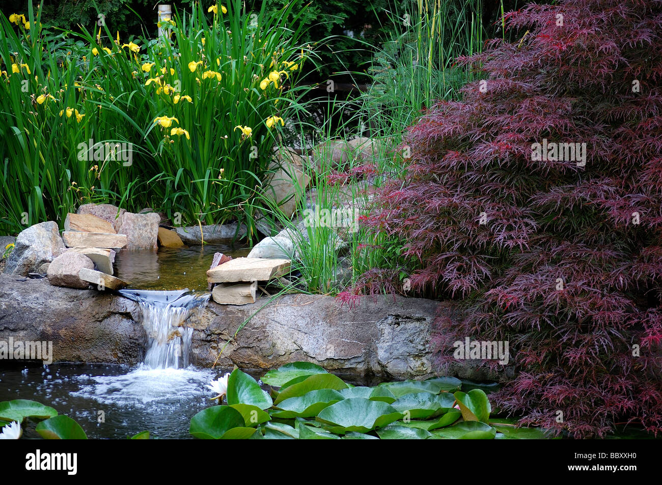 Japanese style water garden Stock Photo - Alamy