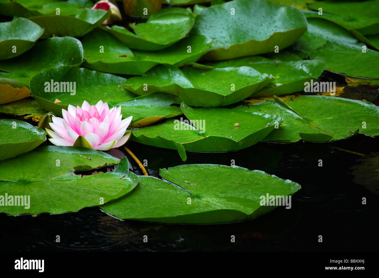 Lotus flower floating among lilly pads Stock Photo - Alamy
