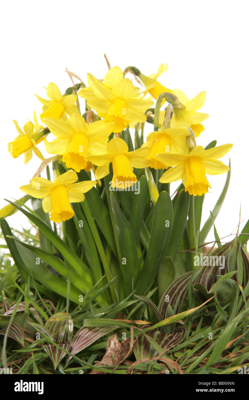 White daffodils in pot hi-res stock photography and images - Alamy