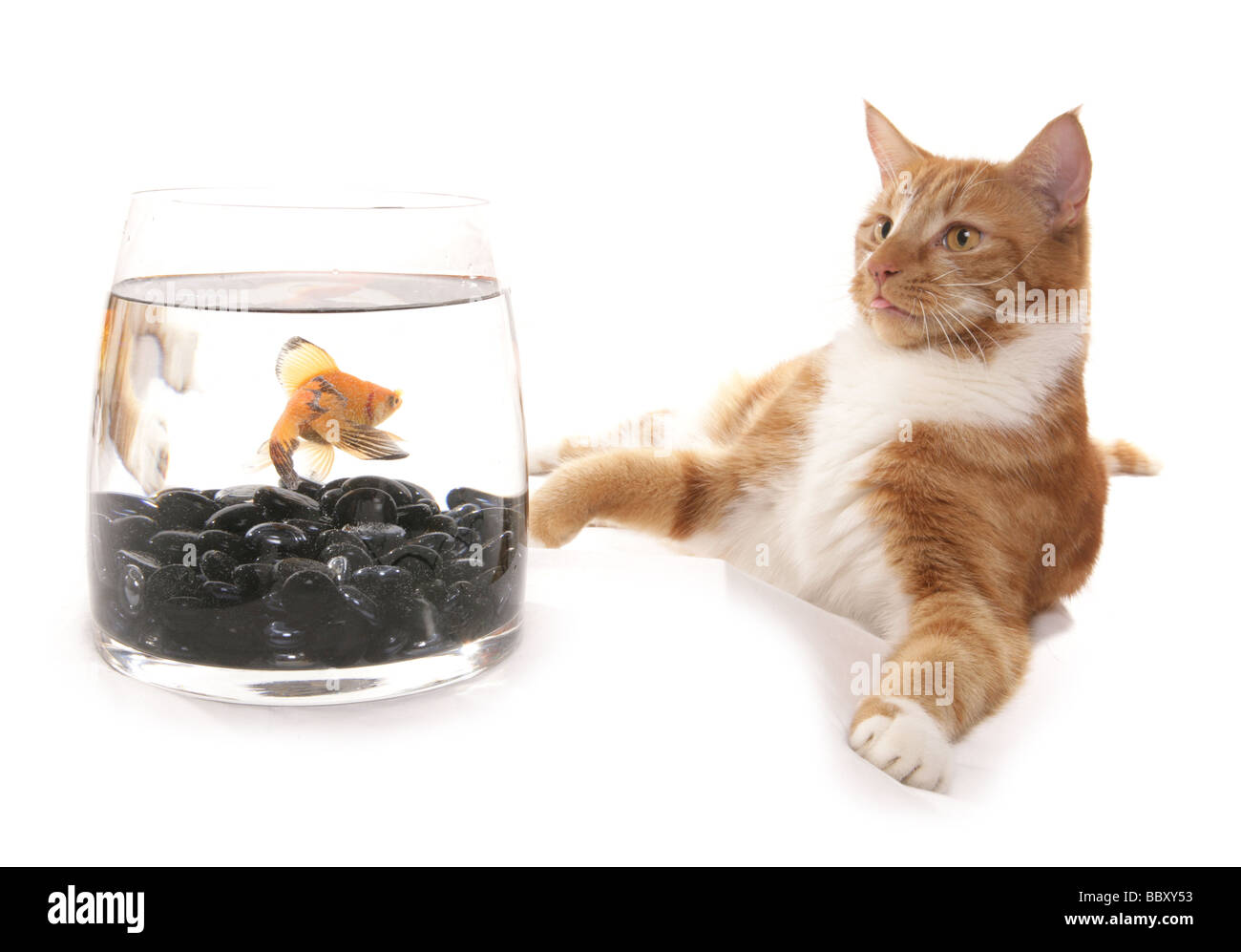 Goldfish bowl hi-res stock photography and images - Alamy