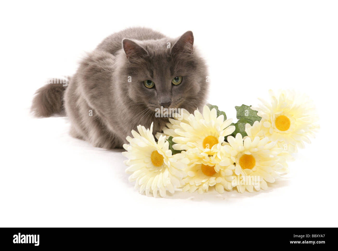 Cat flowers blue Cut Out Stock Images & Pictures - Alamy