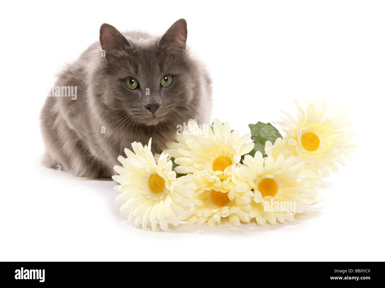 Cat flowers blue Cut Out Stock Images & Pictures - Alamy