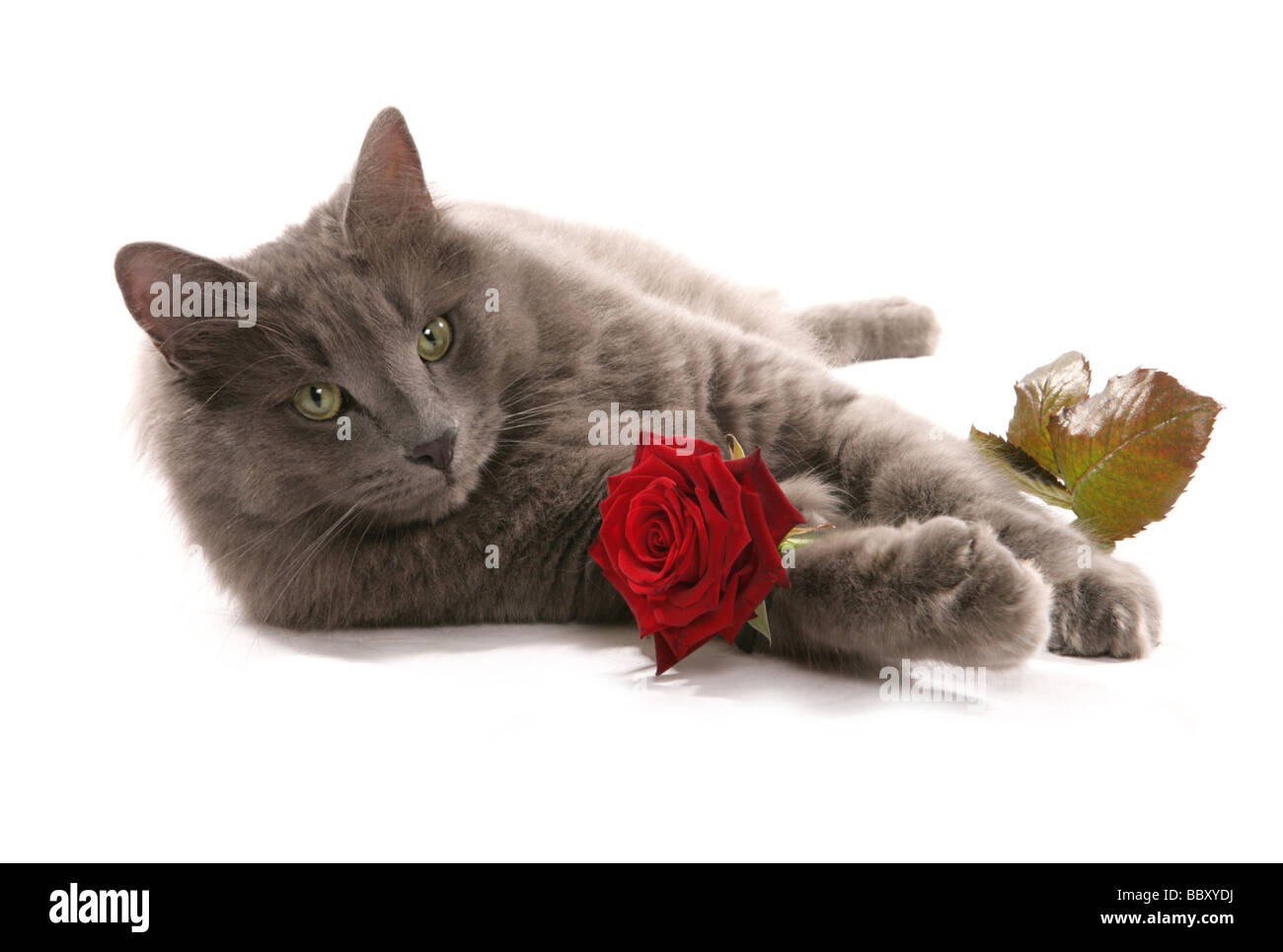 Cat with rose hi-res stock photography and images - Alamy