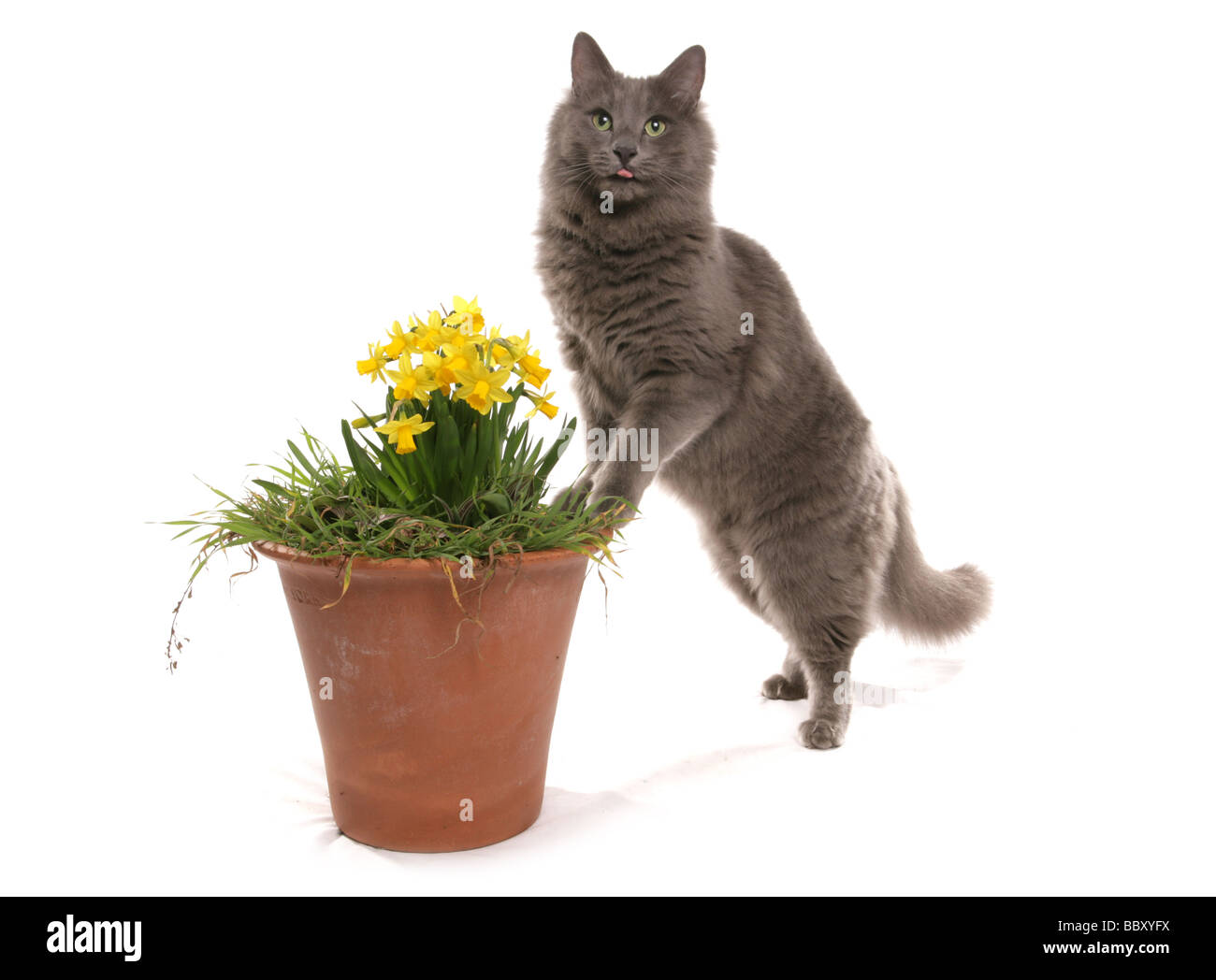 cat on daffodil plant pot portrait in a studio Stock Photo - Alamy