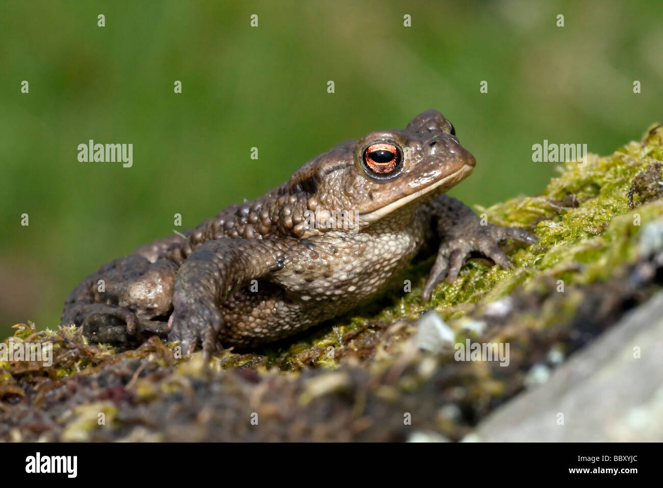 Toad on moss hi-res stock photography and images - Alamy