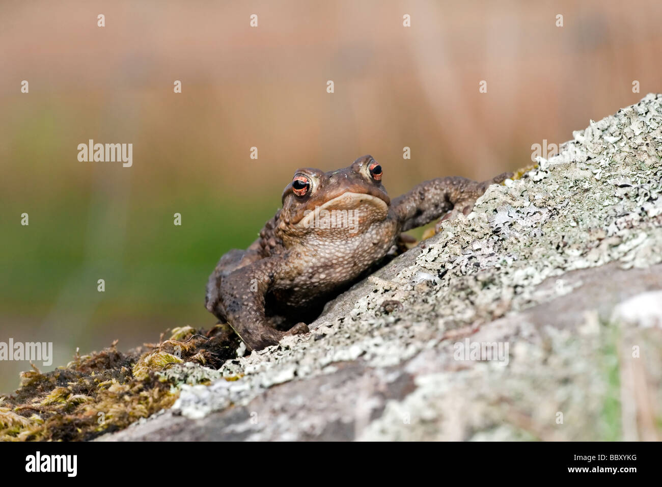 Toad on moss hi-res stock photography and images - Alamy