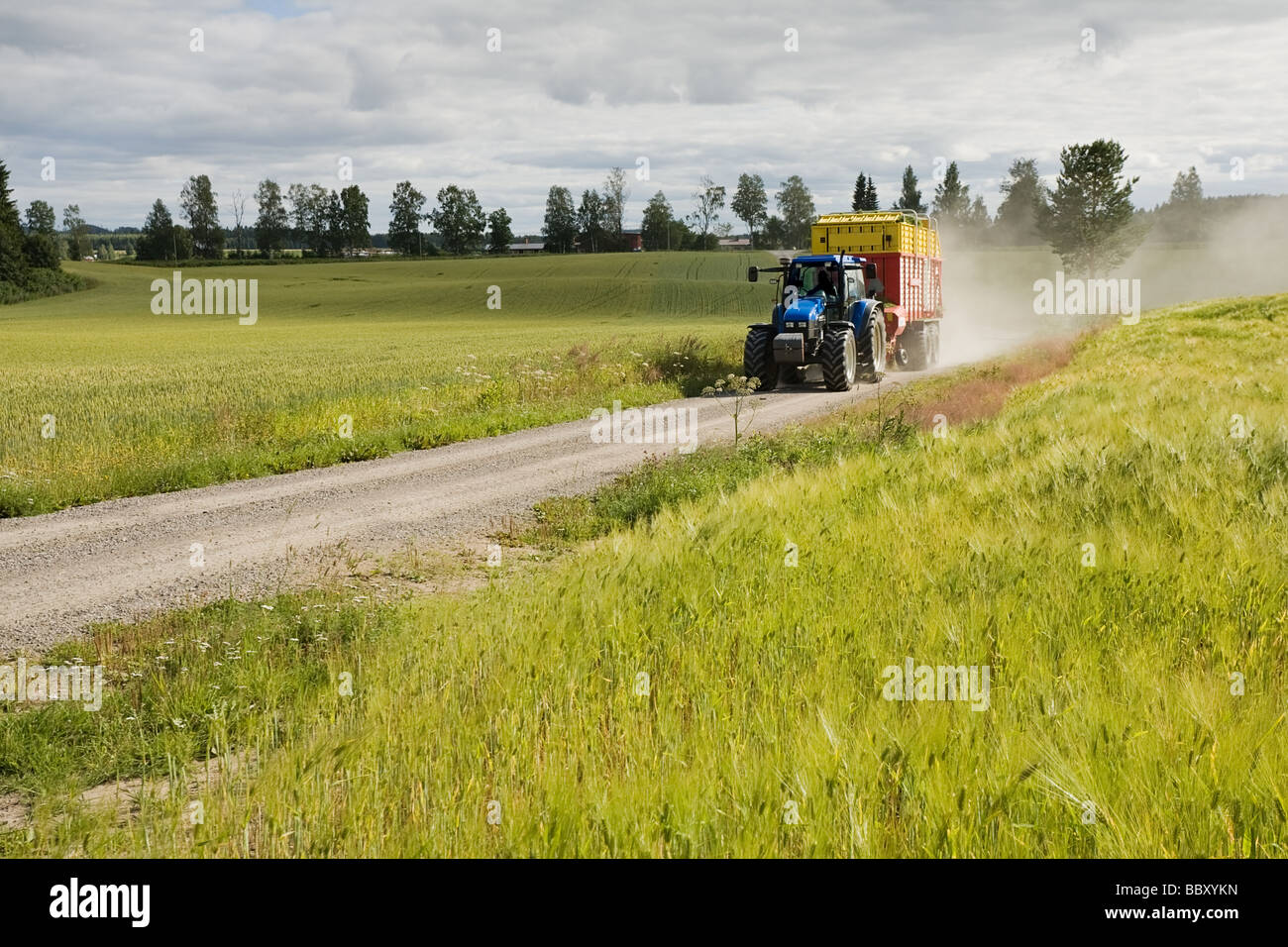 big blue tractor with a red trailer on rural road among wheat fields ...