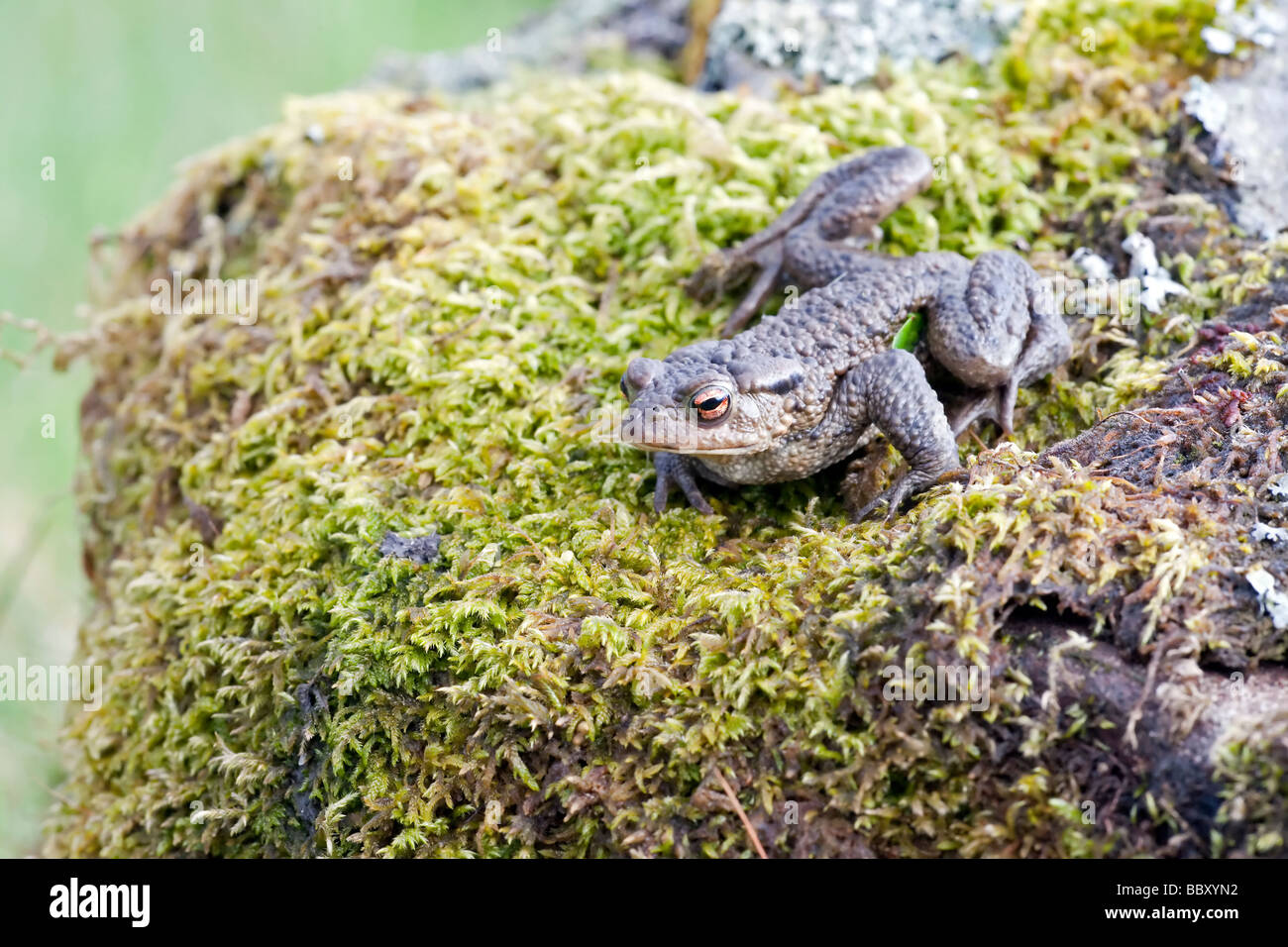 Moss toad hi-res stock photography and images - Alamy