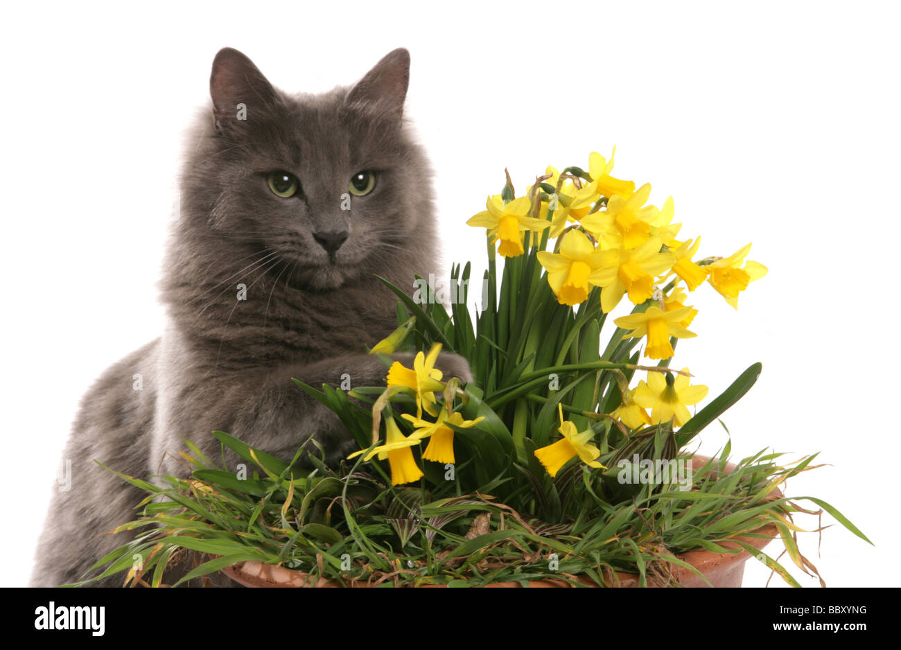 Cat daffodils hi-res stock photography and images - Alamy