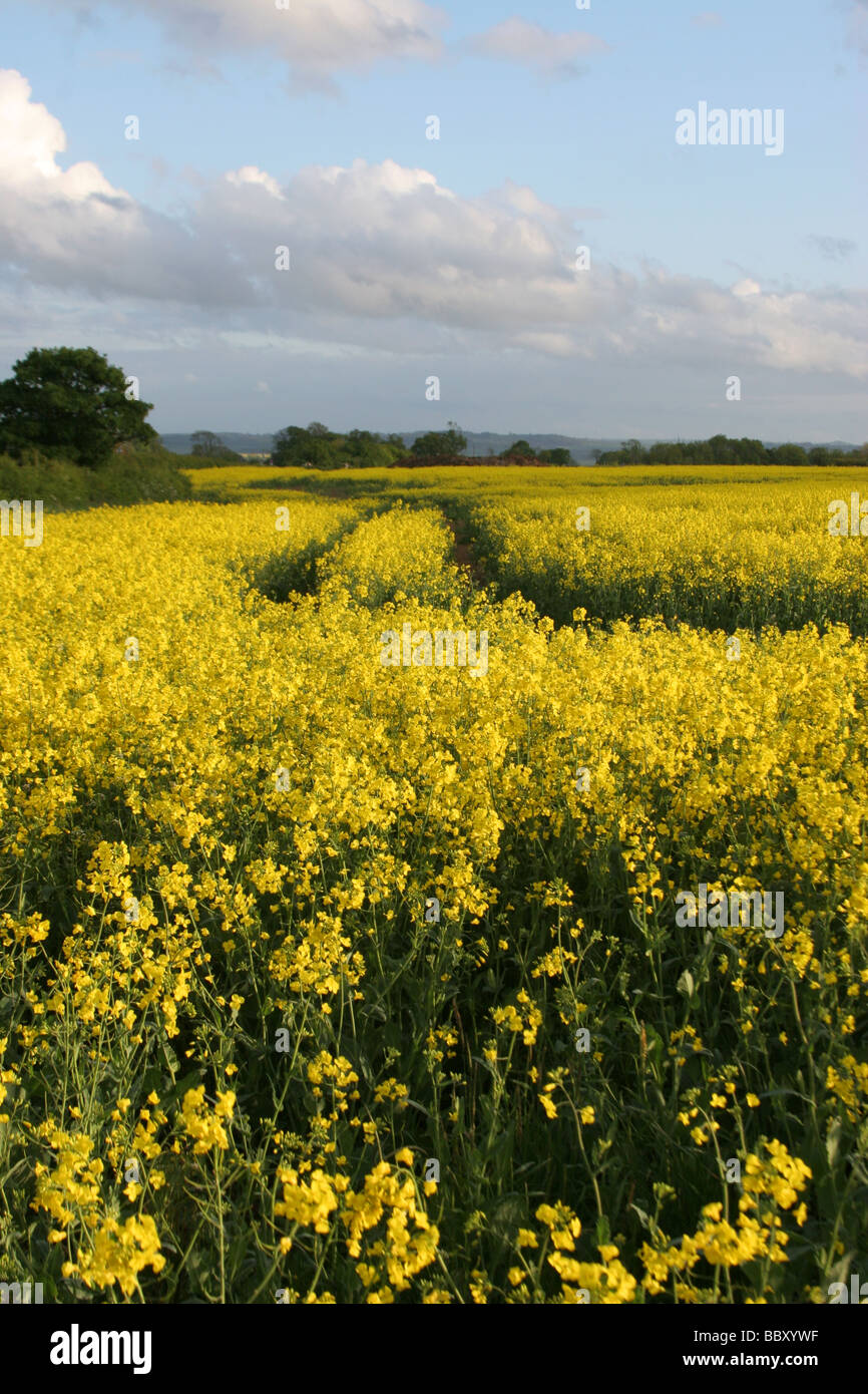 oil seed rape fields rapeseed brassica napus Stock Photo - Alamy
