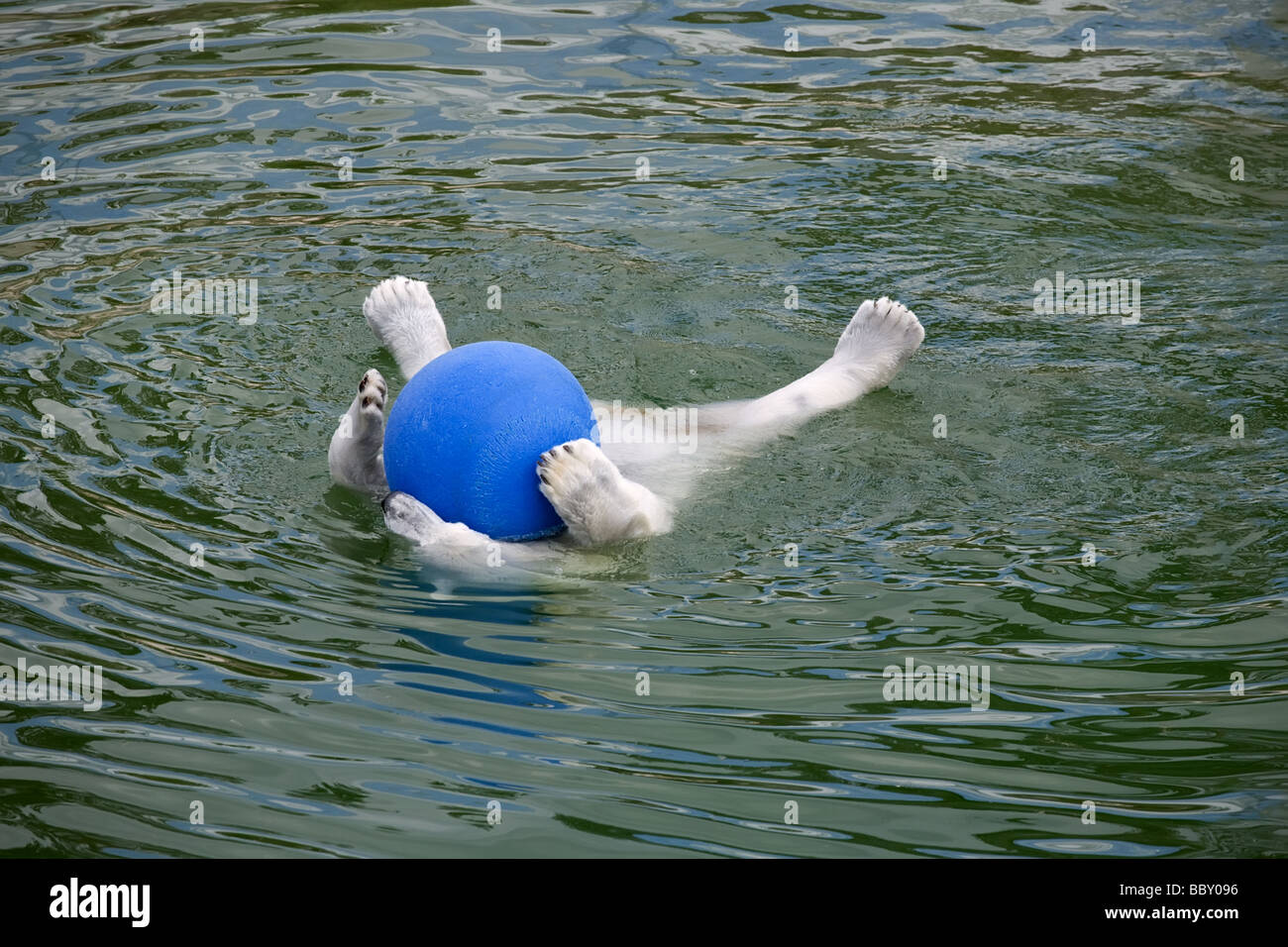 polar bear floats in water with a blue ball Stock Photo - Alamy