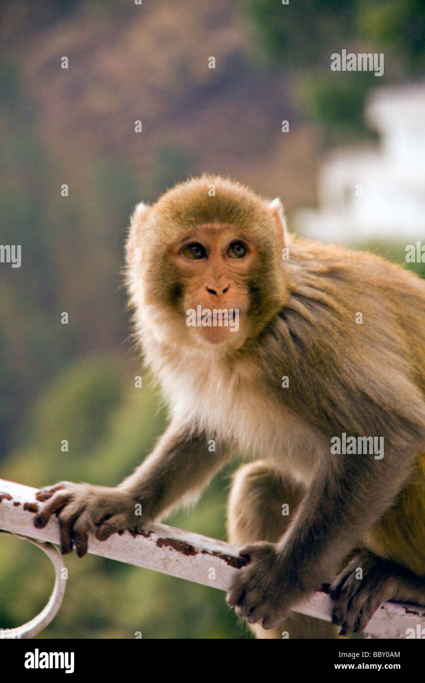 Wild monkey at the Shri Mata Vaishno Devi Mandir Shrine near Katra ...