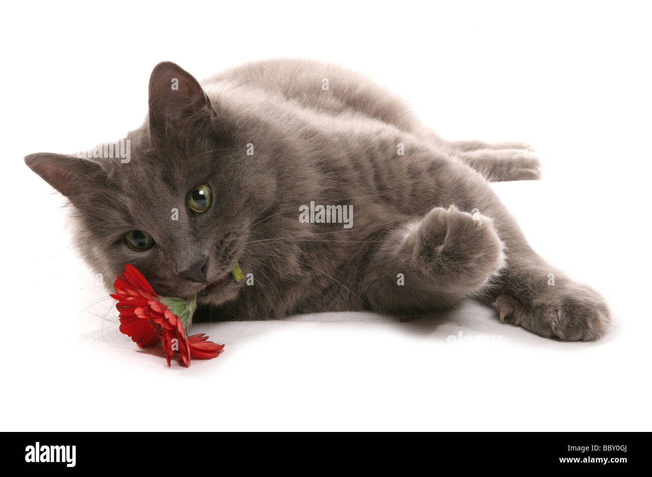 Flower cat hi-res stock photography and images - Alamy
