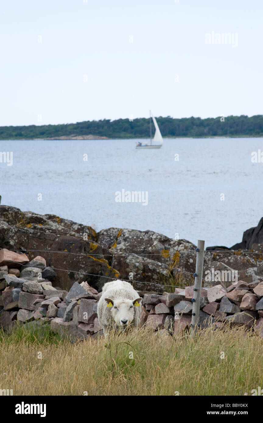 Torekov sweden hi-res stock photography and images - Alamy