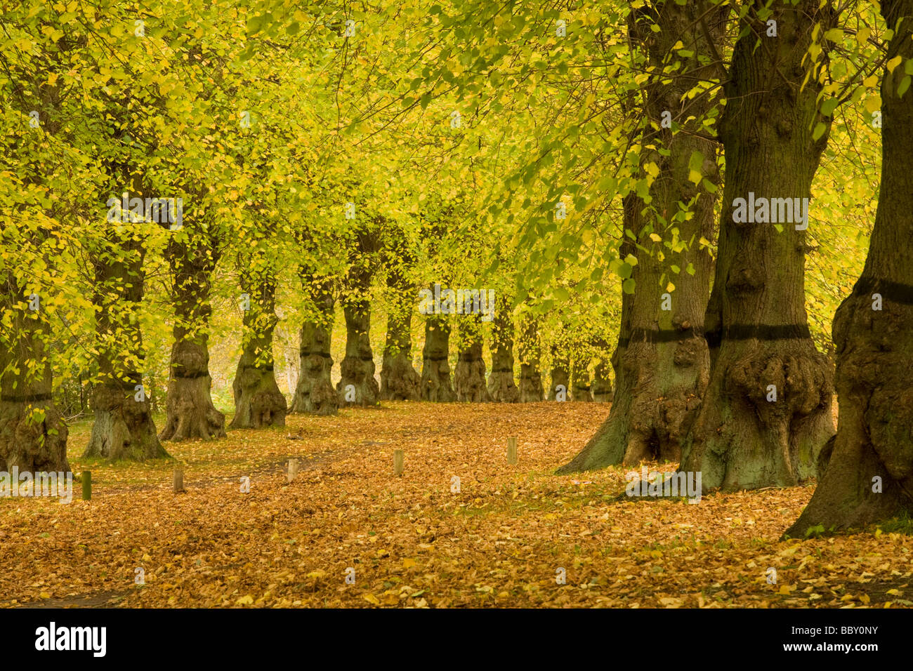 Row of golden trees hi-res stock photography and images - Alamy