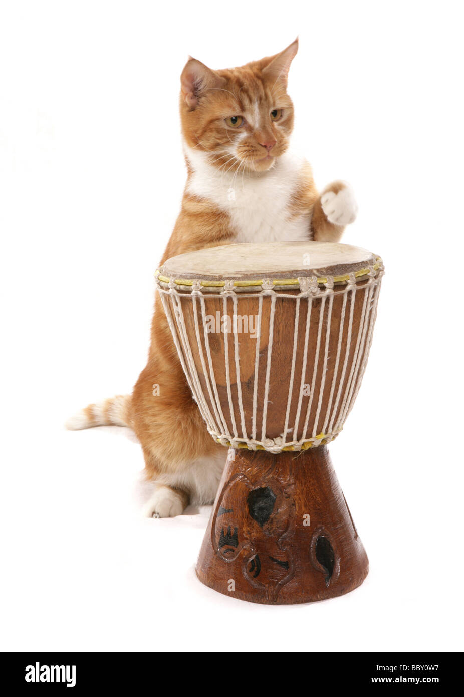 Playing Bongos Stock Photos & Playing Bongos Stock Images - Alamy