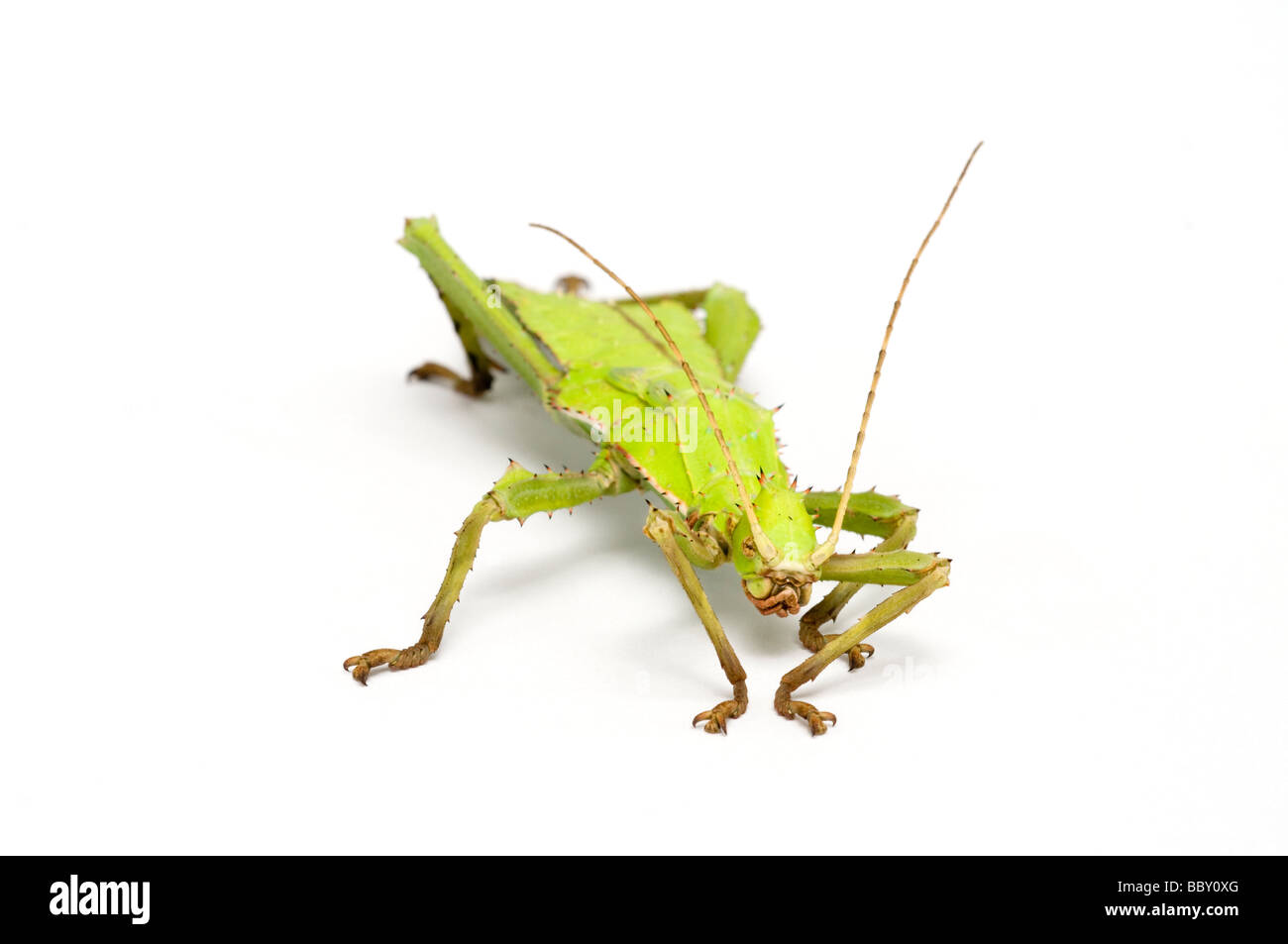 green Jungle Nymph STICK INSECT Heteropteryx dilatata Stock Photo - Alamy