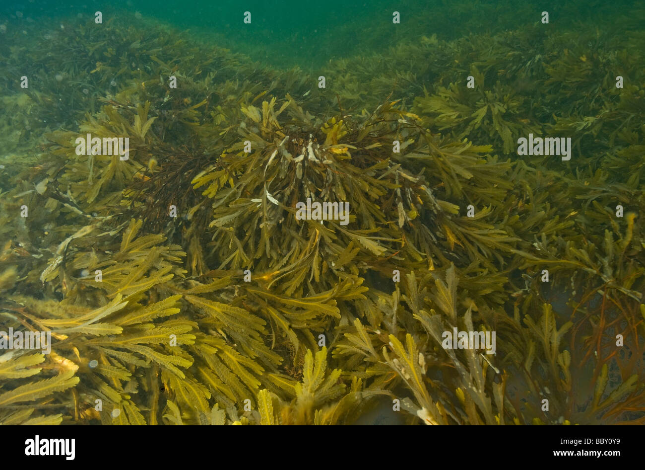 Seafloor hi-res stock photography and images - Alamy