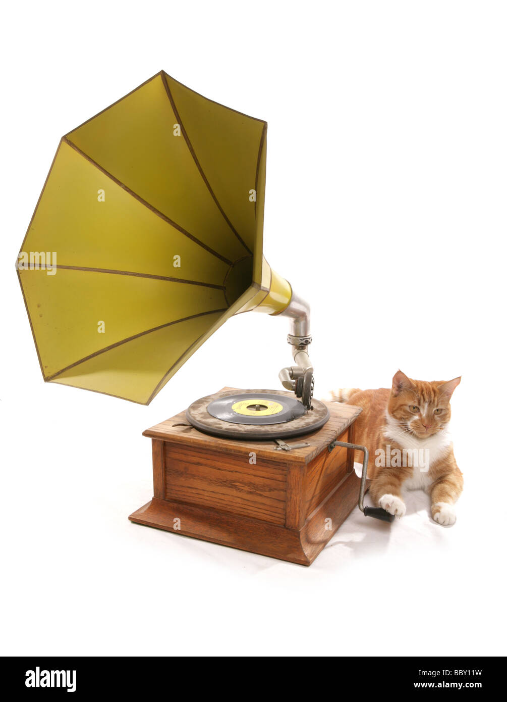 ginger cat winding up an old gramophone portrait in a studio Stock ...