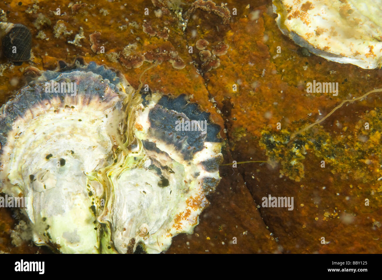 alive oyster (Crassostrea gigas) underwater image, Sweden Stock Photo ...