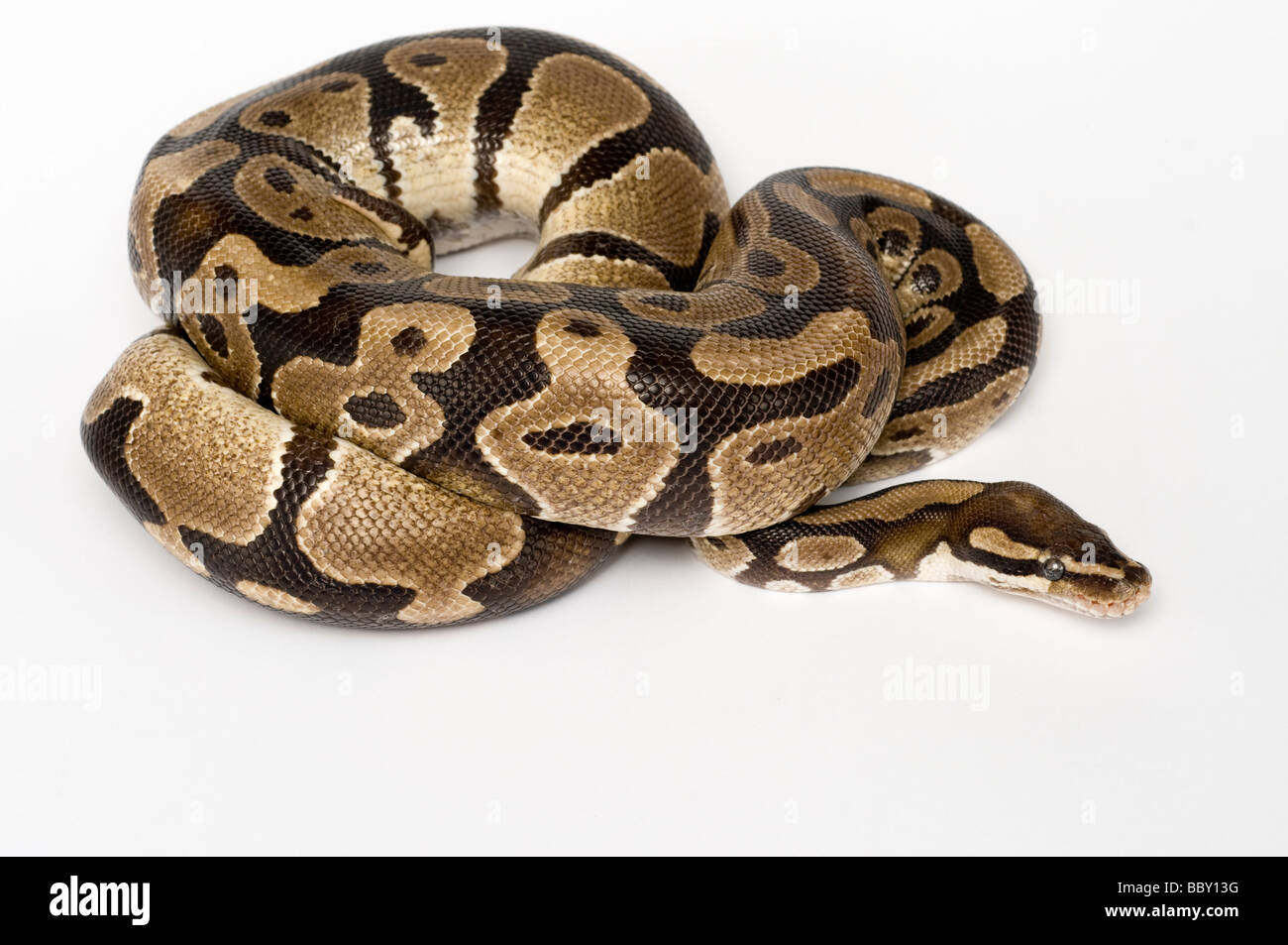 Python Royal Calicot