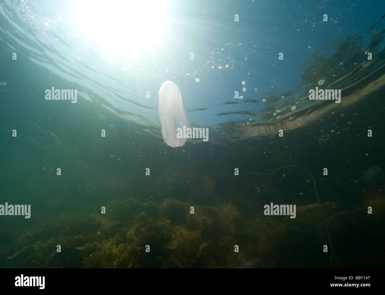 Comb jellyfish hi-res stock photography and images - Alamy
