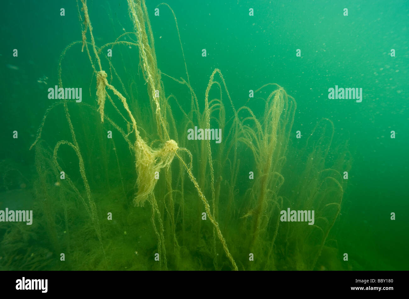 unusual seaweed, sweden Stock Photo - Alamy
