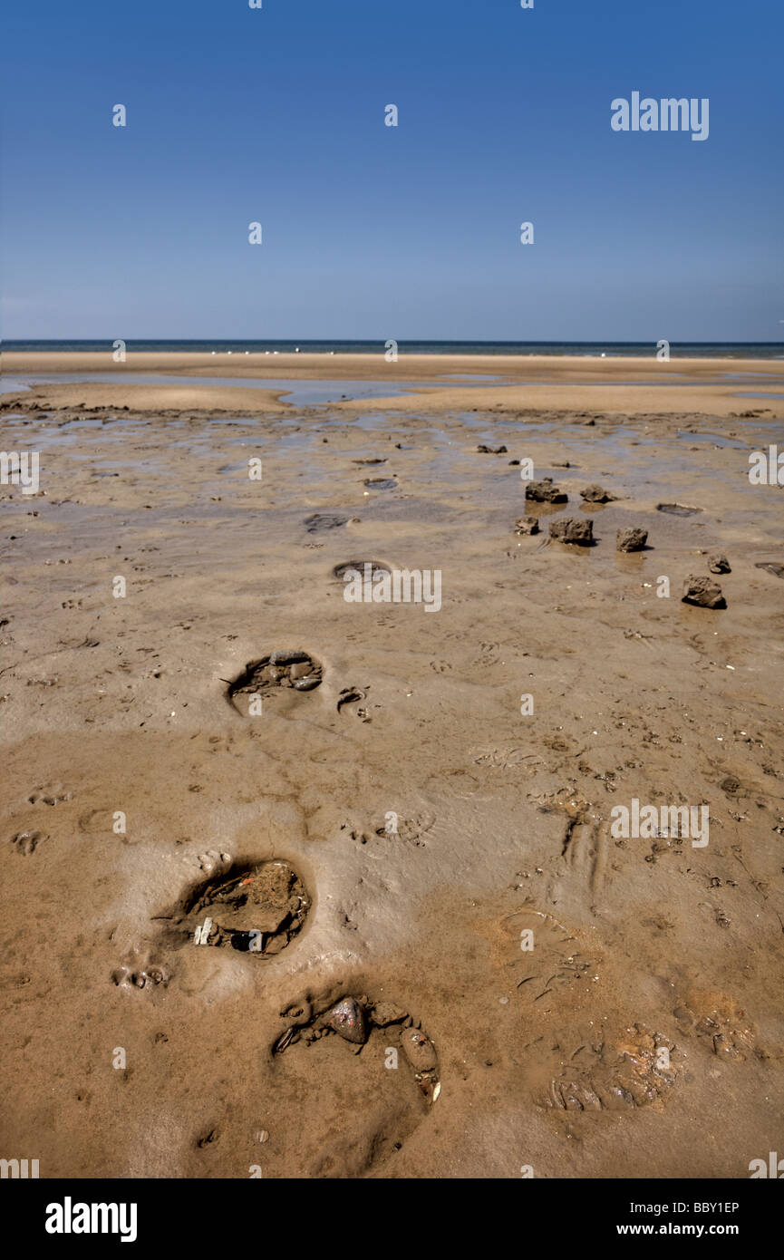 Ancient footprints in silt layers at Formby Stock Photo - Alamy