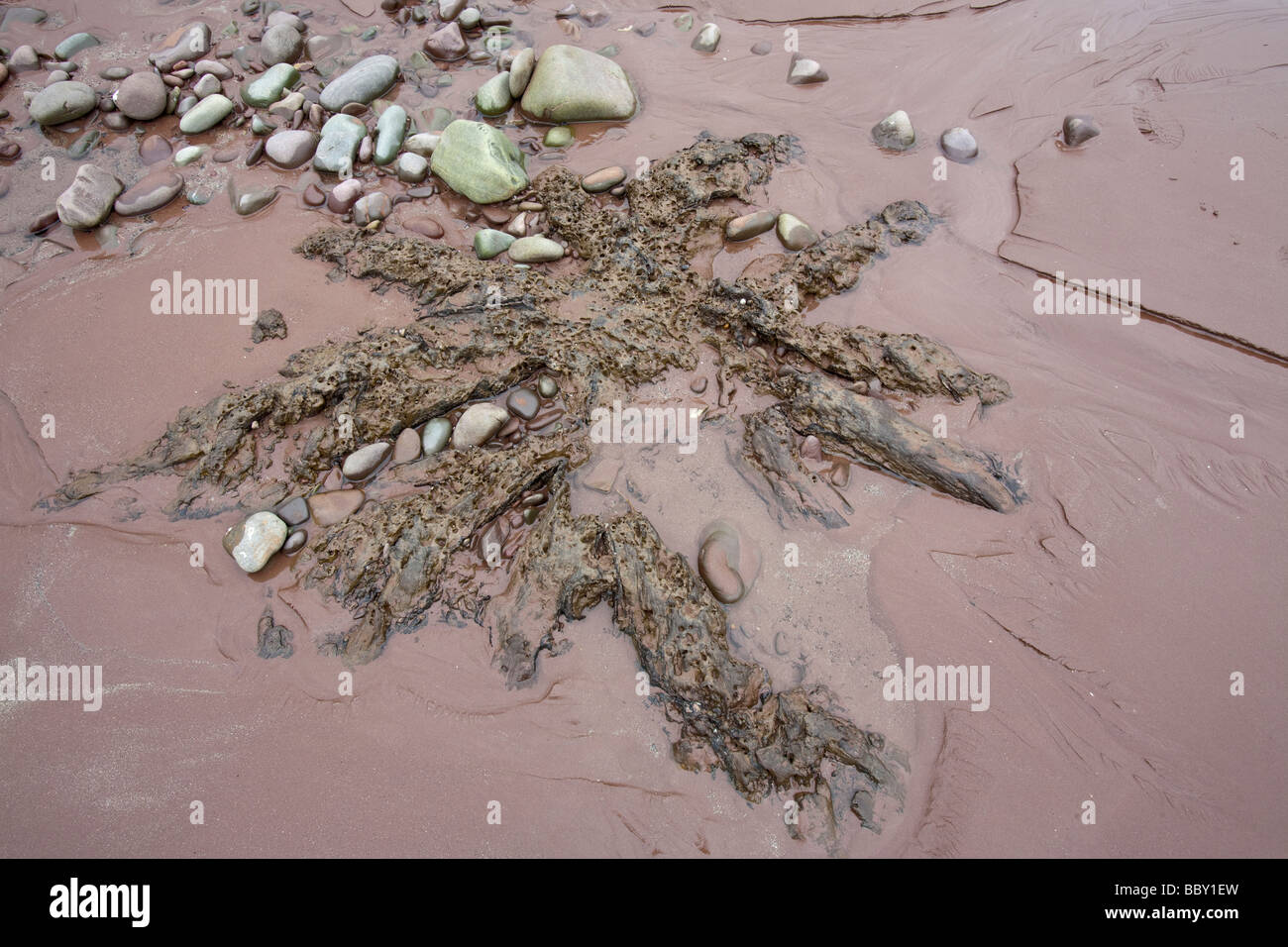 Submarine forest revealed at low tide at Porlock Weir, evidence of ...
