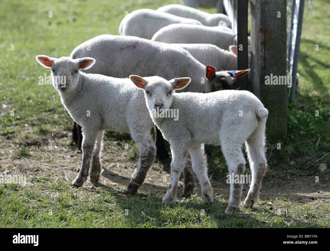 Lambs in the field hi-res stock photography and images - Alamy