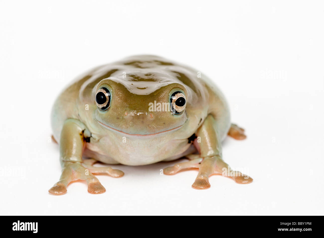 Tree frog hi-res stock photography and images - Alamy
